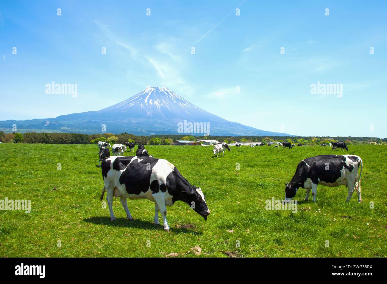 Holstein Friesian cows grazing on a farm on the Asagiri Highland area ...