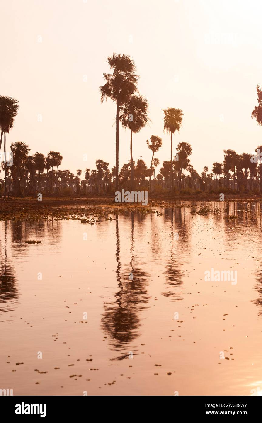 Palms landscape in La Estrella Marsh, Formosa province, Argentina Stock ...