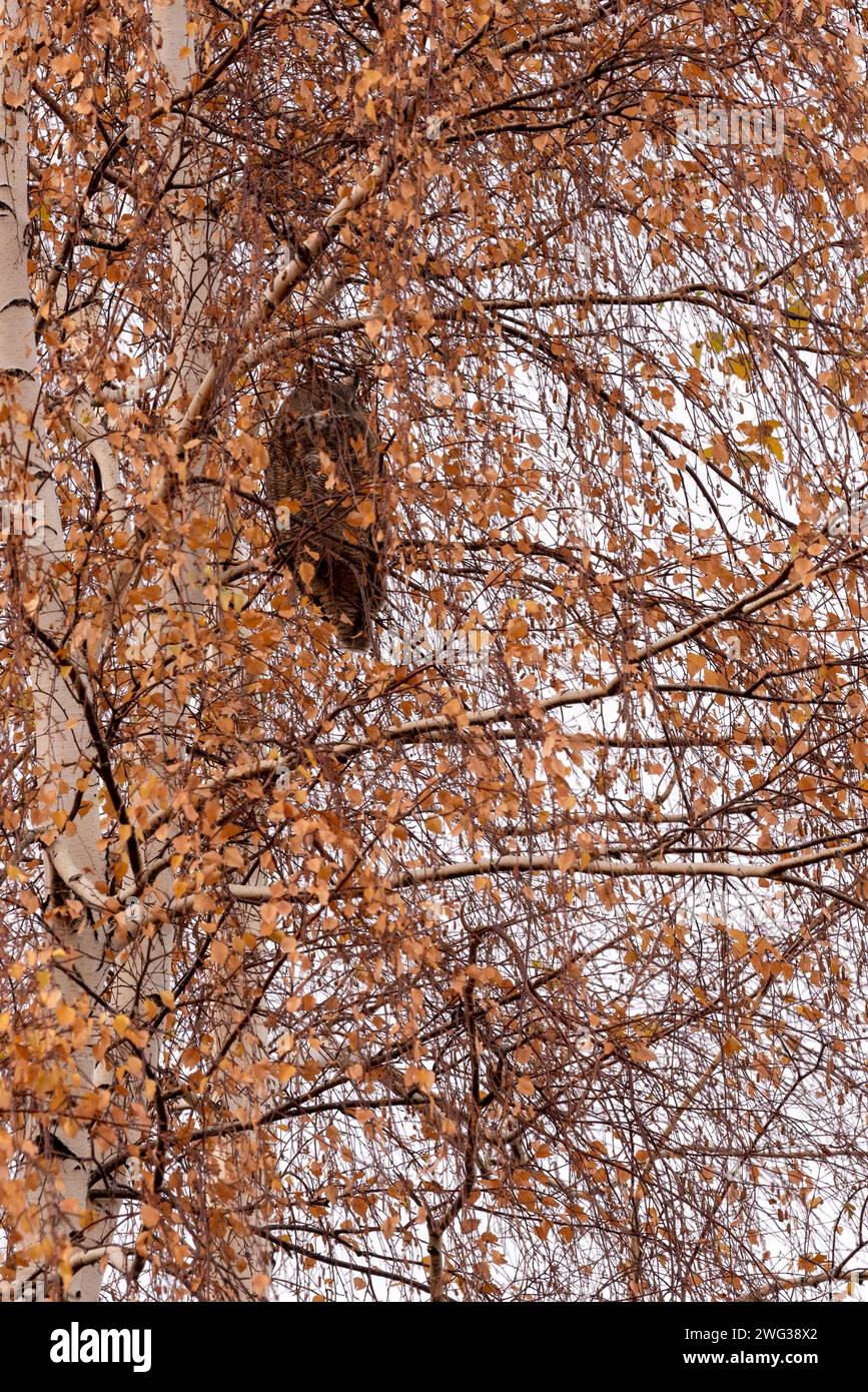 Great horned owl in a birch tree, Wallowa Valley, Oregon Stock Photo ...