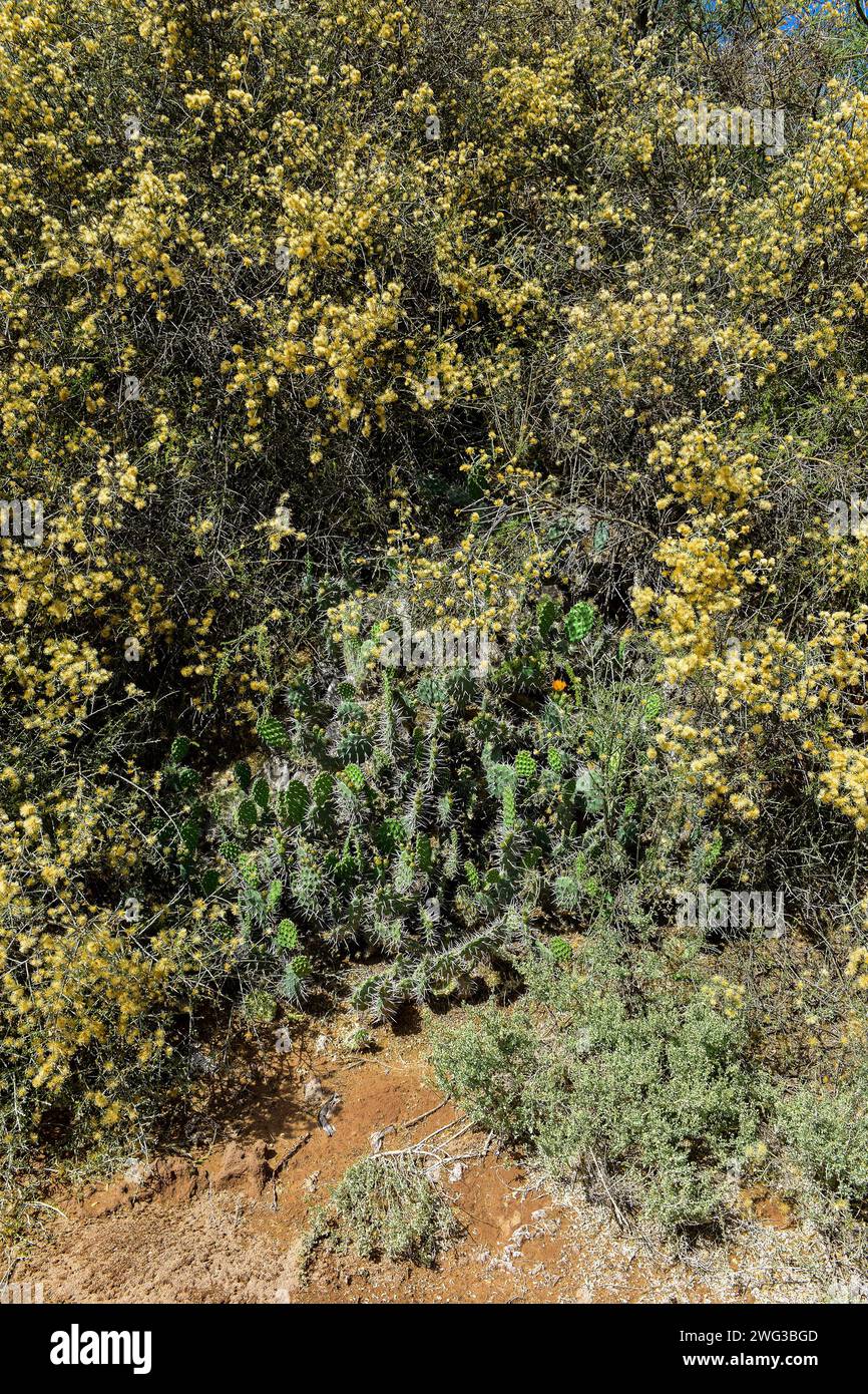 Calden forest grass landscape, La Pampa province, Patagonia, Argentina ...