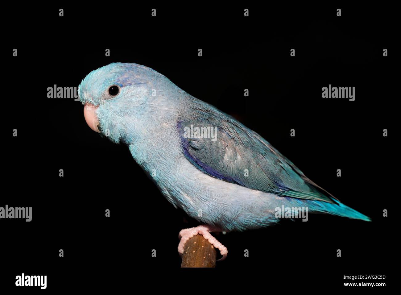 Pacific parrotlet (Forpus coelestis) - blue male Stock Photo - Alamy