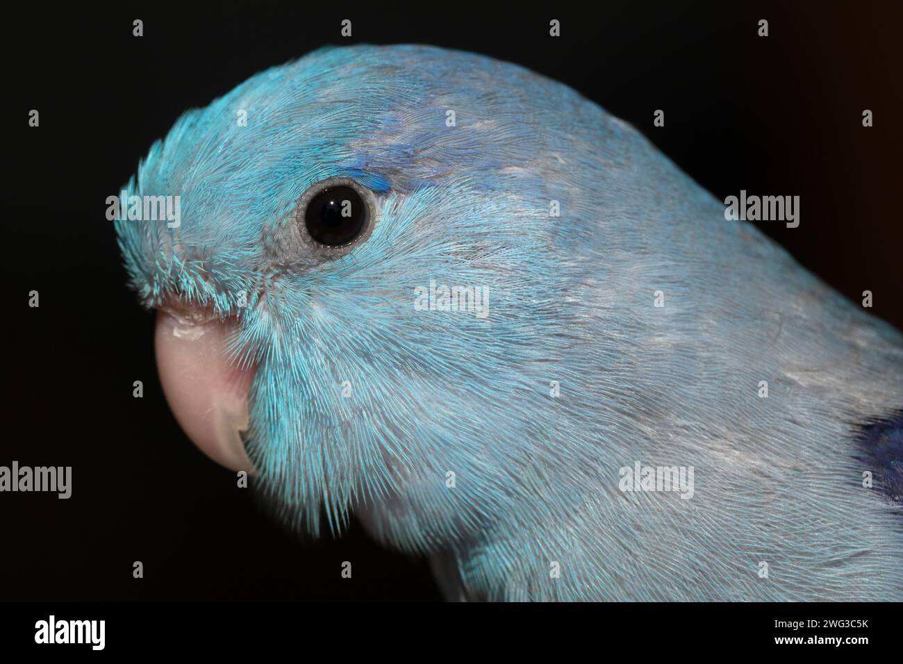 Pacific parrotlet (Forpus coelestis) - blue male Stock Photo - Alamy