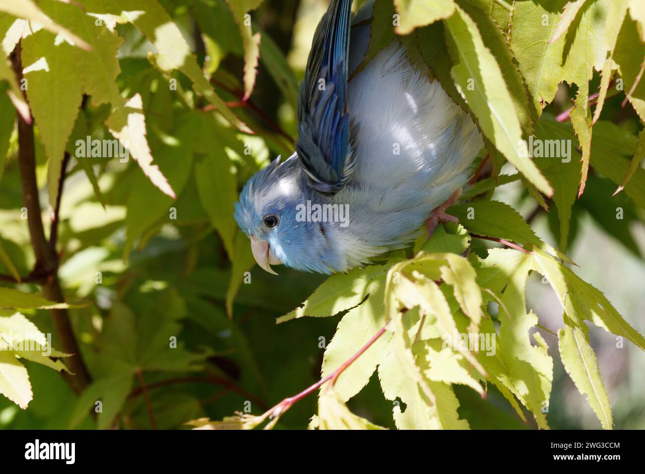 Pacific parrotlet (Forpus coelestis) - female blue fallow Stock Photo ...