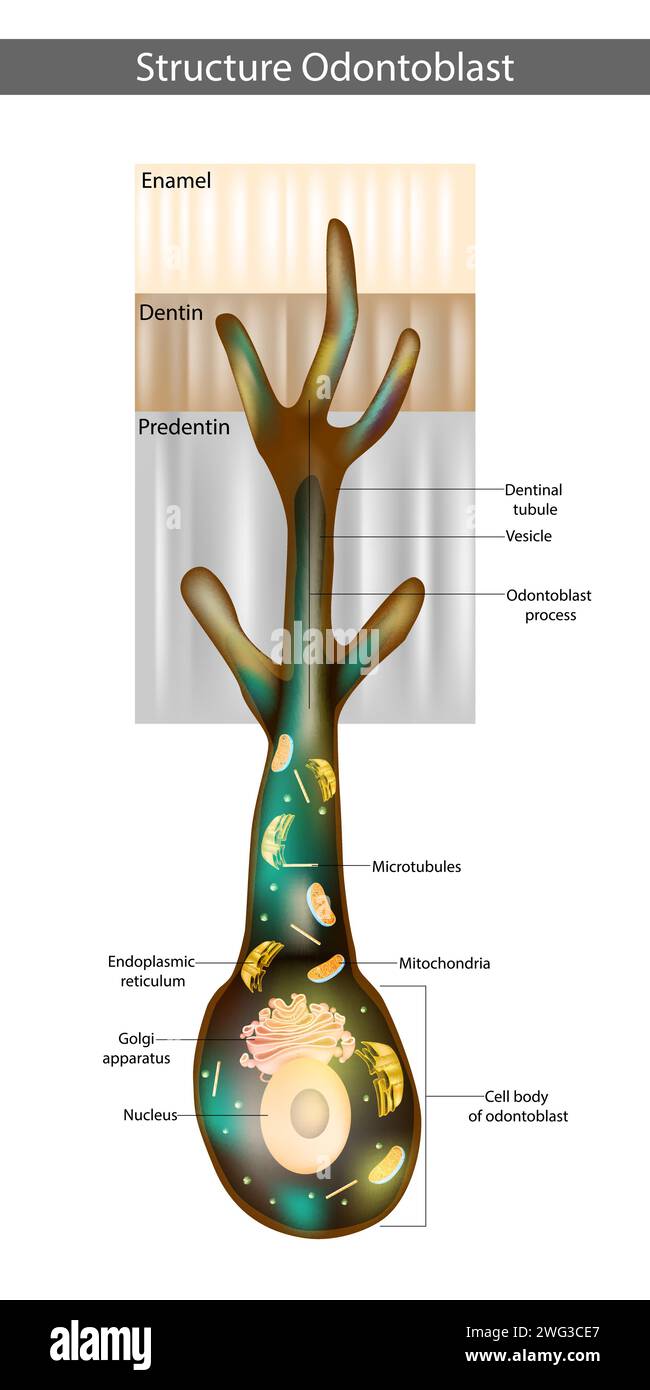 Tubule cell Stock Vector Images - Alamy