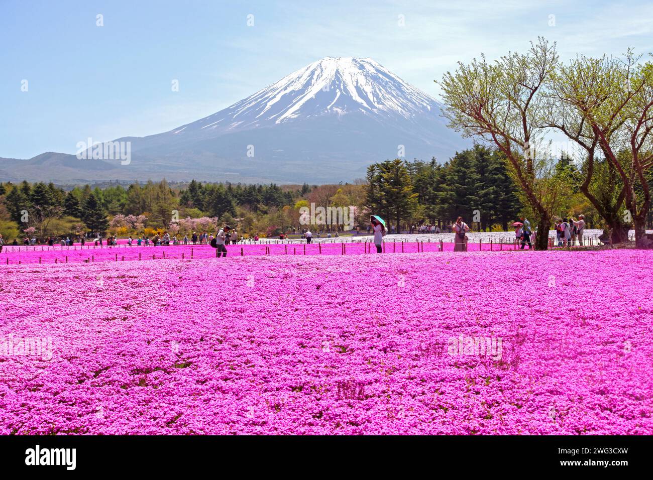 The Shibazakura Festival in Japan near Mount Fuji Stock Photo - Alamy