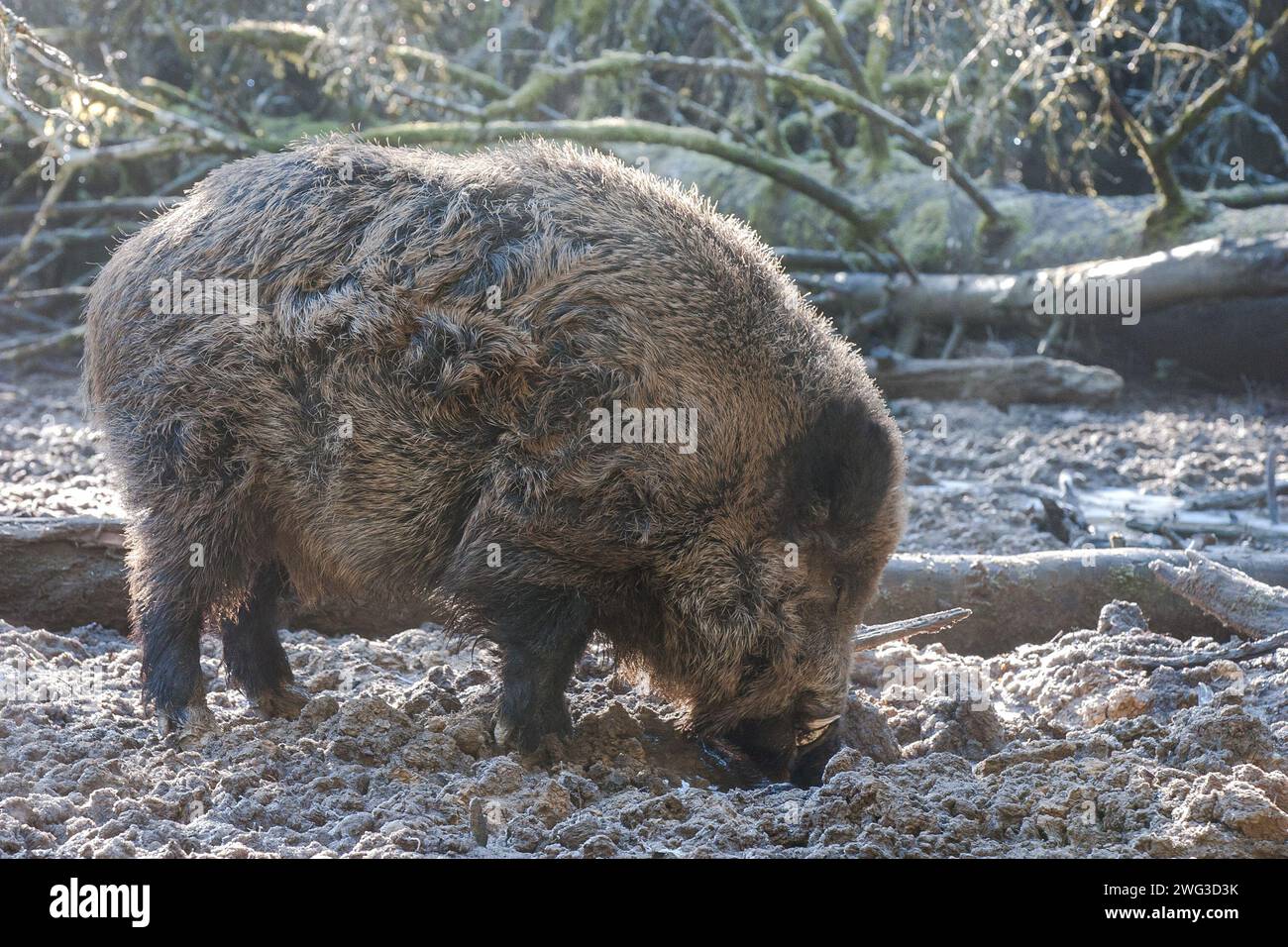 Overpopulated animal hi-res stock photography and images - Alamy