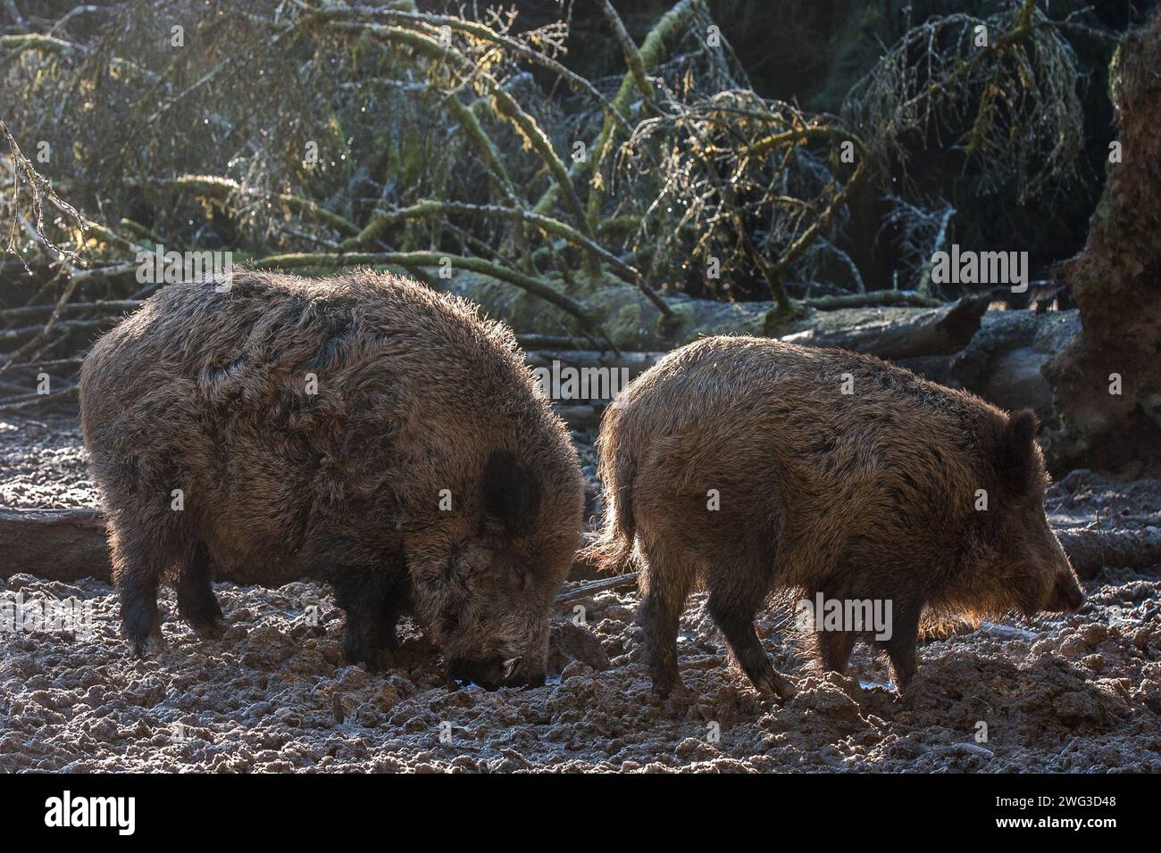 Hunting boar in a forest hi-res stock photography and images - Alamy