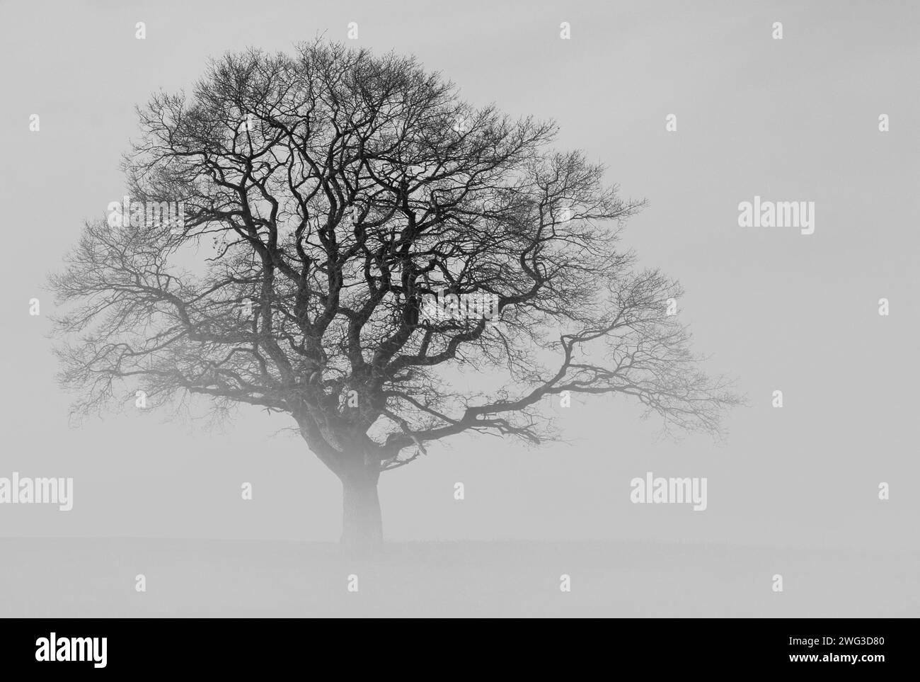 A majestic tree, shrouded in ground mist, rises from the silence of the ...