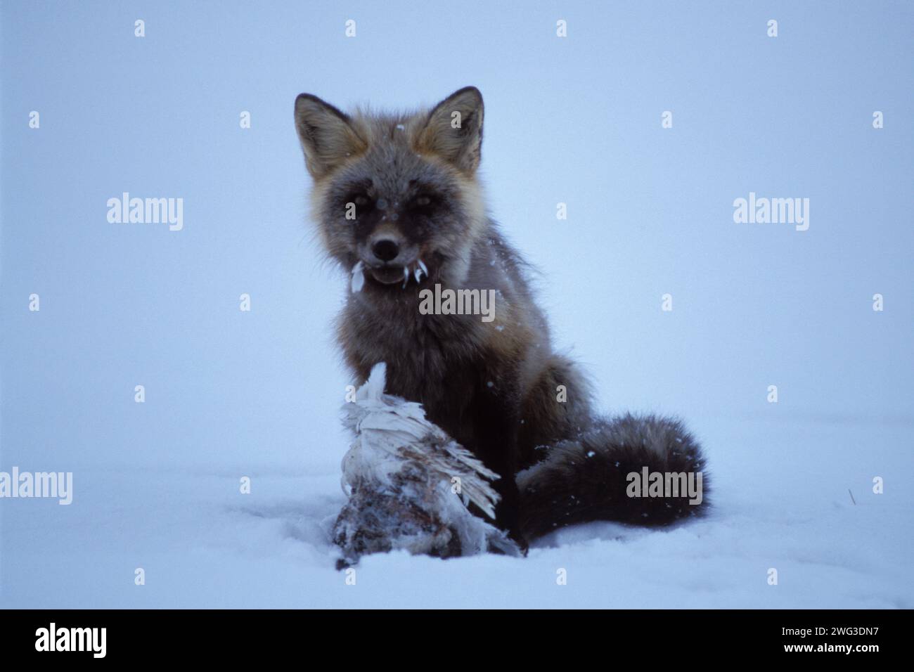 cross fox red fox feeding on a bird, 1002 coastal plain of the Arctic ...
