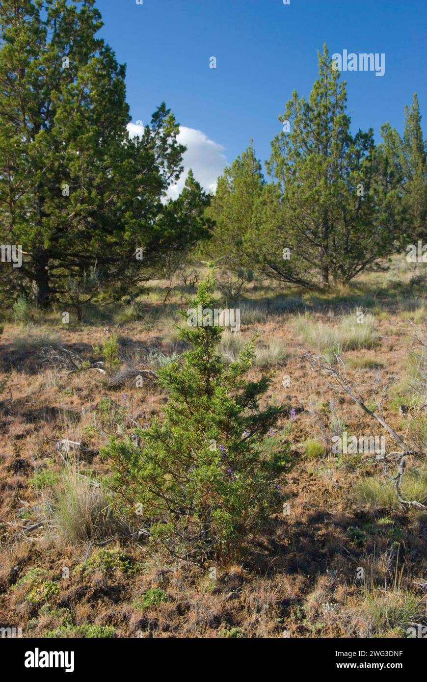 Juniper woodland, Rimrock Springs Wildlife Area, Crooked River National ...