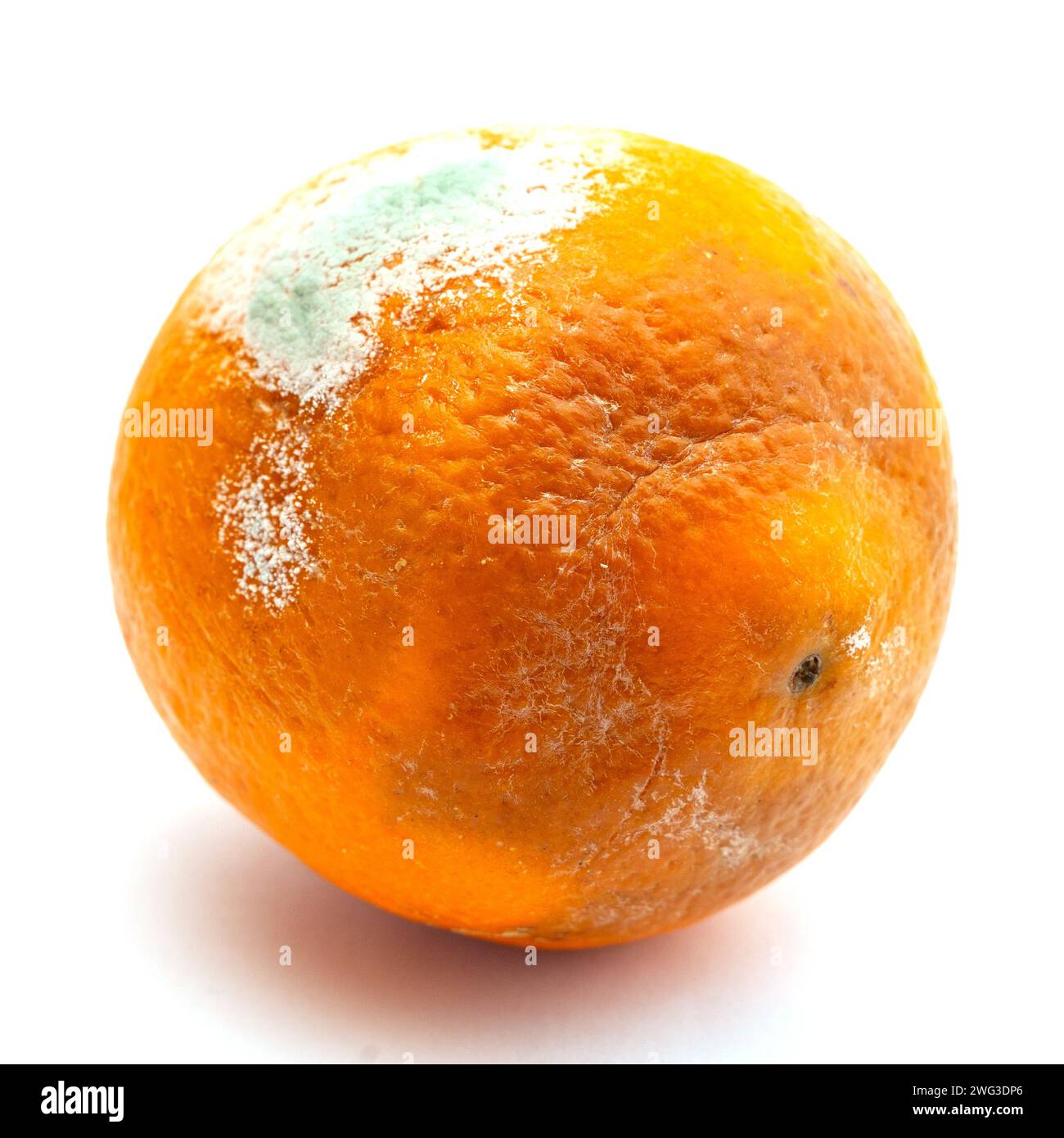 Orange orange covered with white mold Stock Photo - Alamy