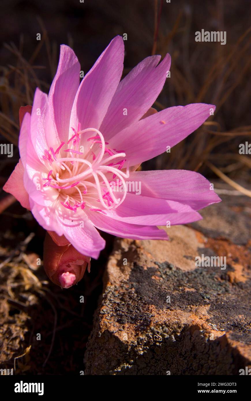 Bitterroot, Rimrock Springs Wildlife Area, Crooked River National ...
