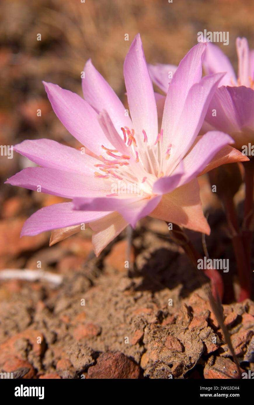 Bitterroot, Rimrock Springs Wildlife Area, Crooked River National ...