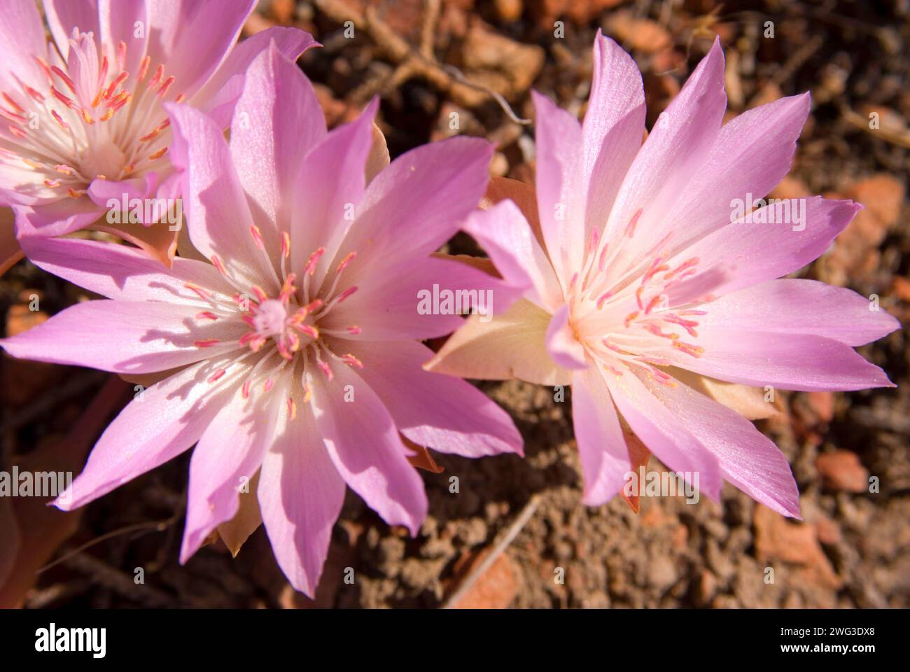 Bitterroot, Rimrock Springs Wildlife Area, Crooked River National ...