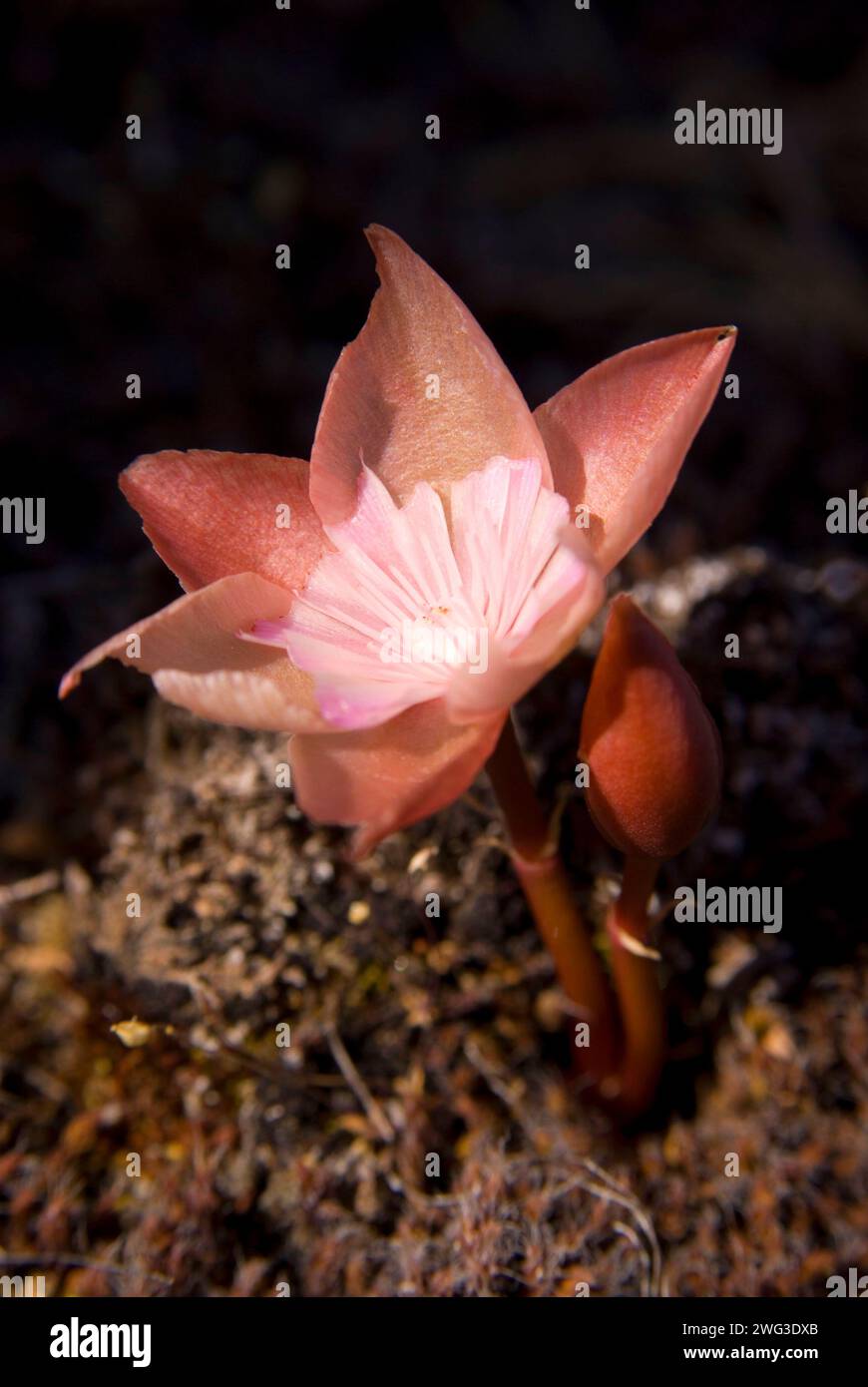 Bitterroot, Rimrock Springs Wildlife Area, Crooked River National ...