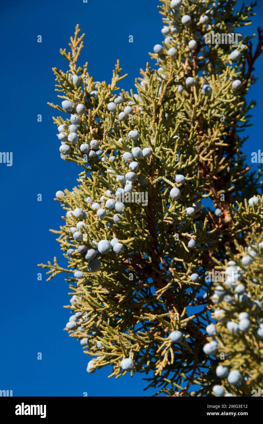 Juniper berries, Smith Rock State Park, Oregon Stock Photo - Alamy