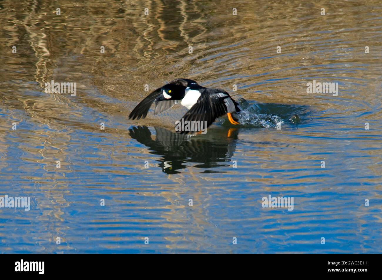 Barrow's goldeneye (Bucephala islandica) in flight, Smith Rock State ...