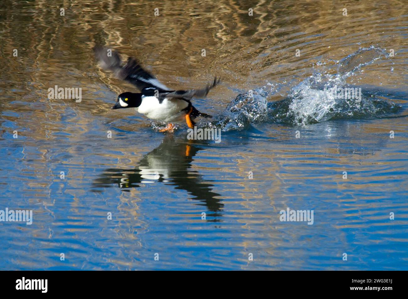 Barrow's goldeneye (Bucephala islandica) in flight, Smith Rock State ...