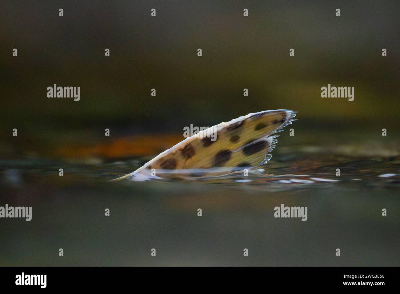 Wild pacific pink salmon spawning hi-res stock photography and images ...