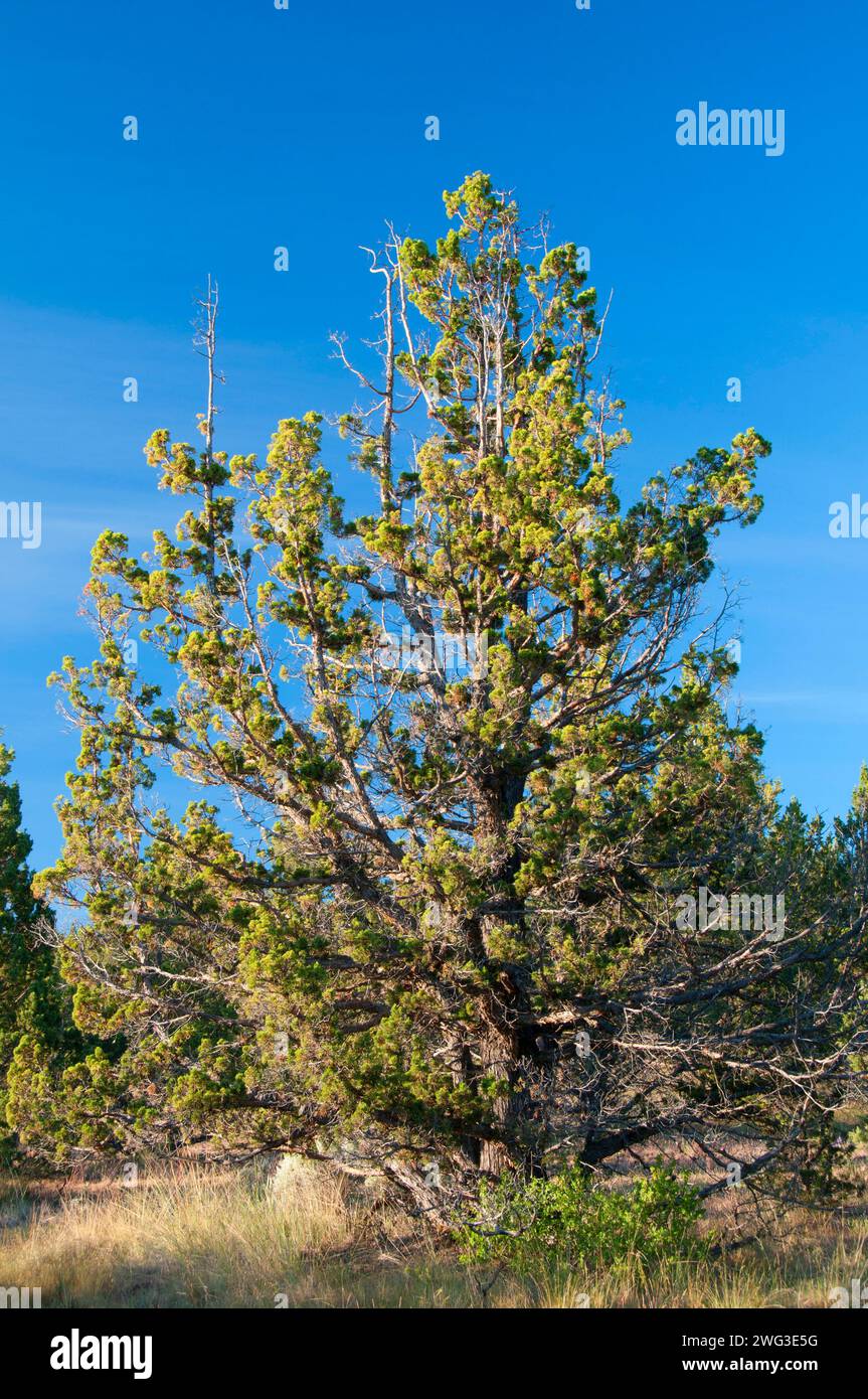 Western juniper (Juniperus occidentalis), Rimrock Springs Wildlife Area ...