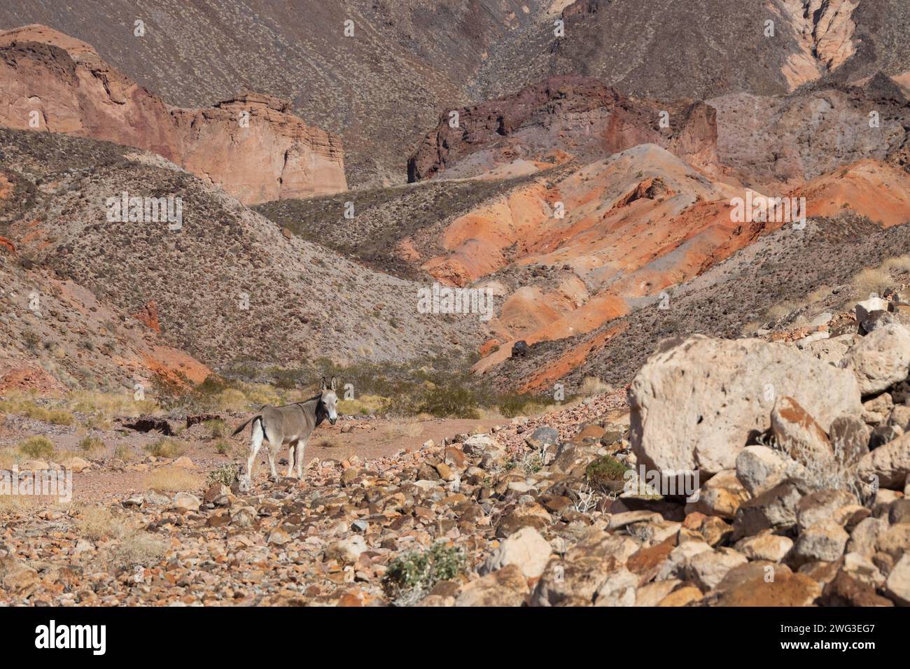 Wild burro in the desert Stock Photo - Alamy