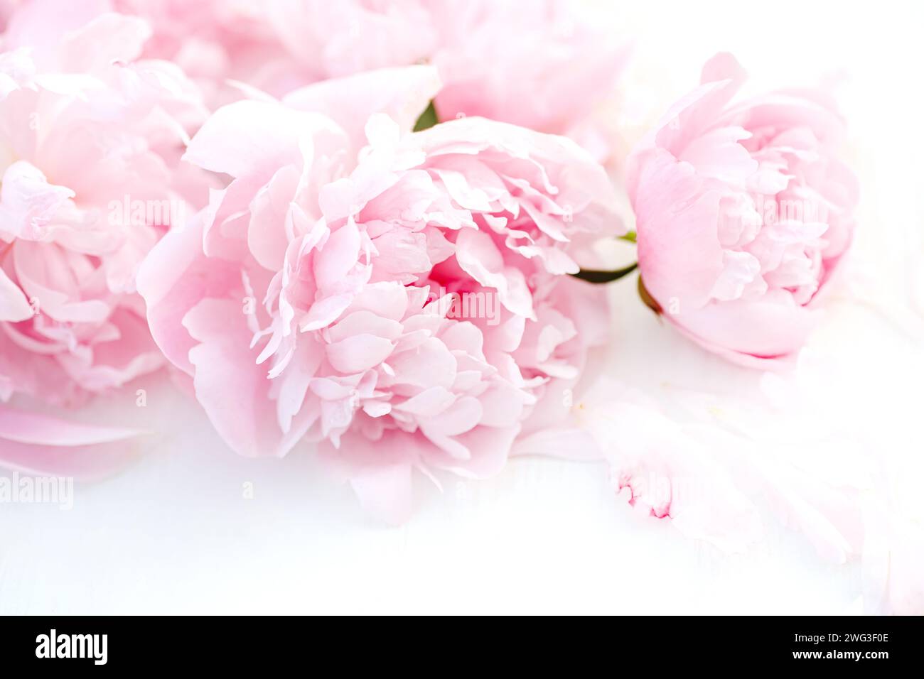Peonies in full bloom hi-res stock photography and images - Alamy