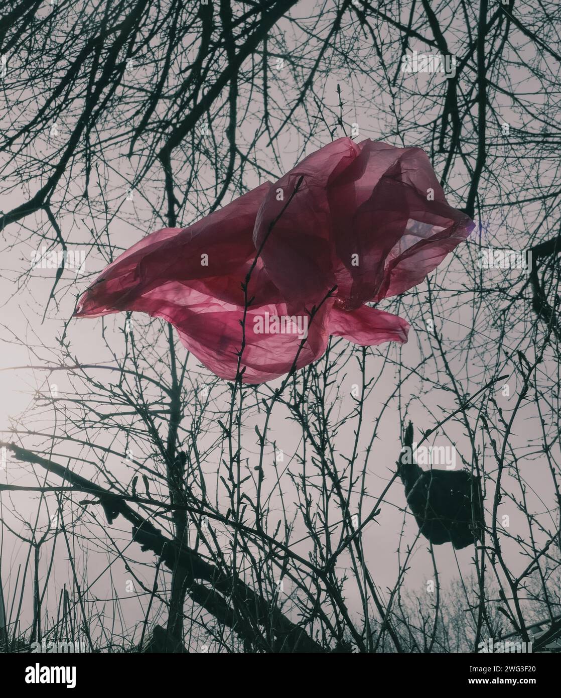 Plastic bag stuck hi-res stock photography and images - Alamy