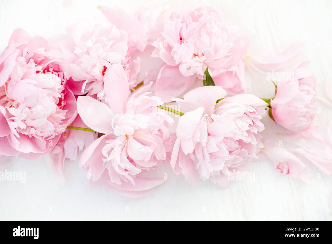 Pink peony flowers, arranged with care, natural charm to the ...