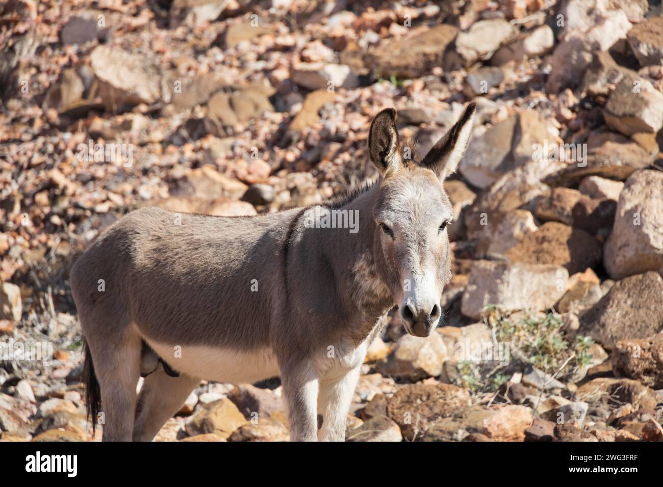 Wild burro in the desert Stock Photo - Alamy