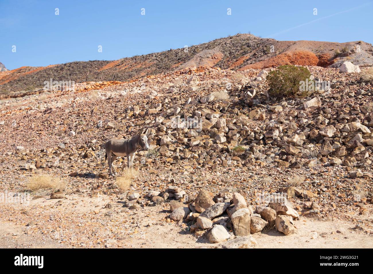 Wild burro in the desert Stock Photo - Alamy
