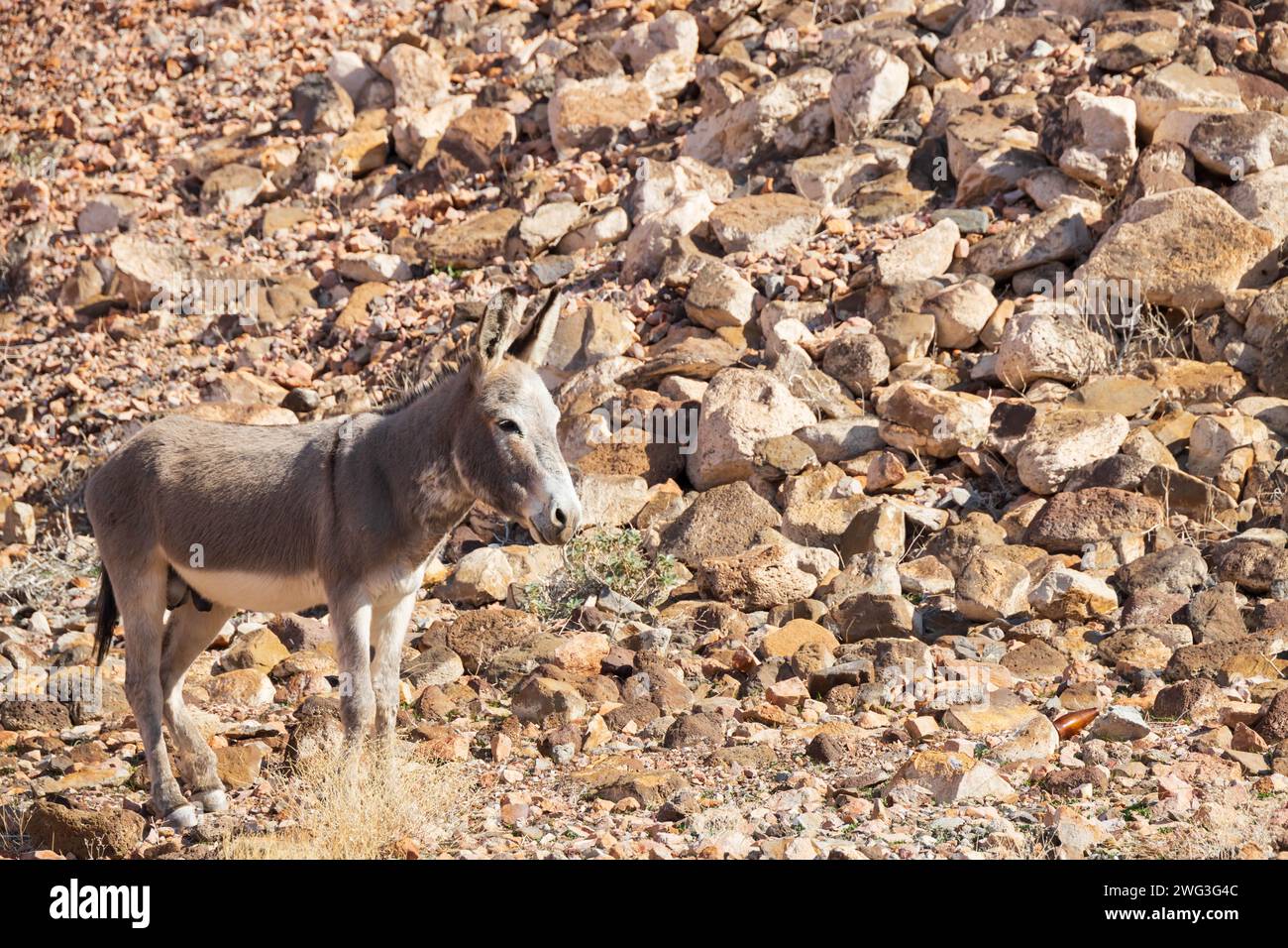 Wild burro in the desert Stock Photo - Alamy