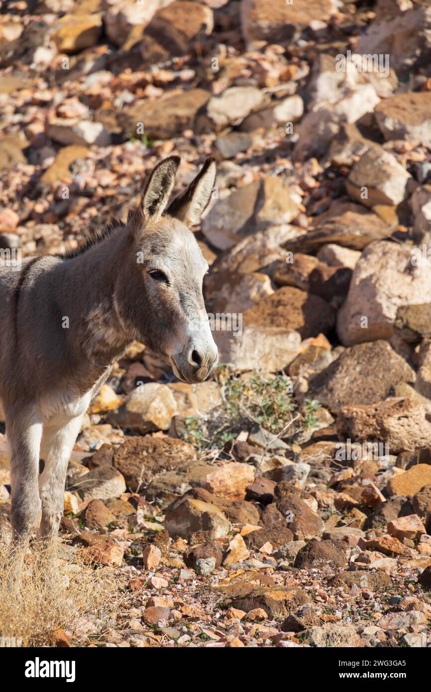 Wild burro in the desert Stock Photo - Alamy