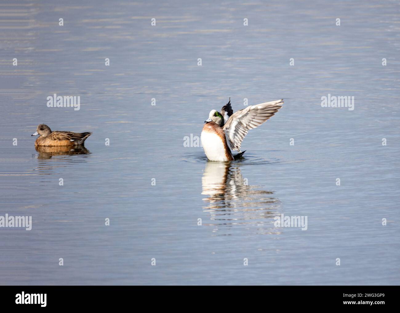 American Wigeon Male Flapping Wings Stock Photo - Alamy