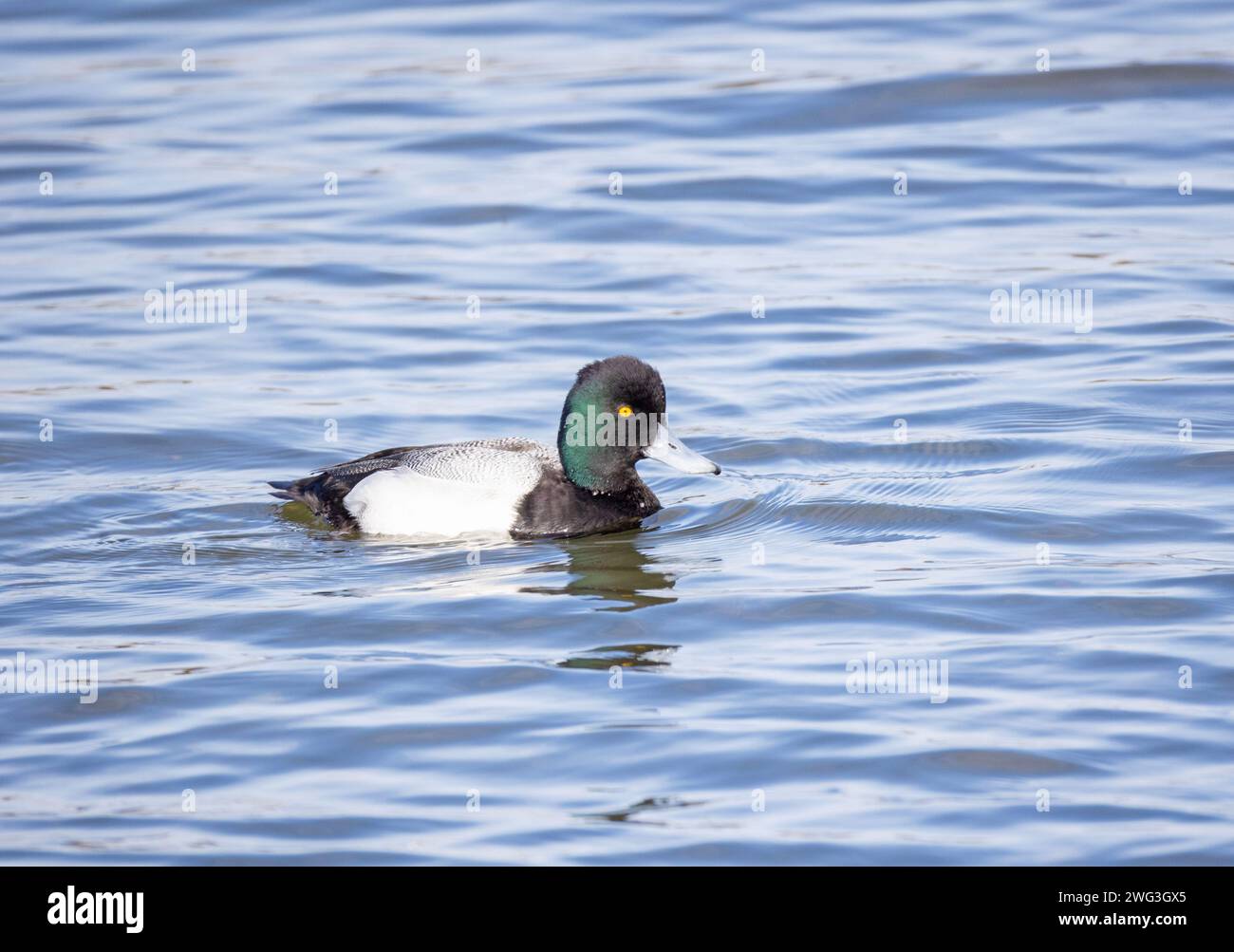 Lesser Scaup Male Showing Color in Head Stock Photo - Alamy