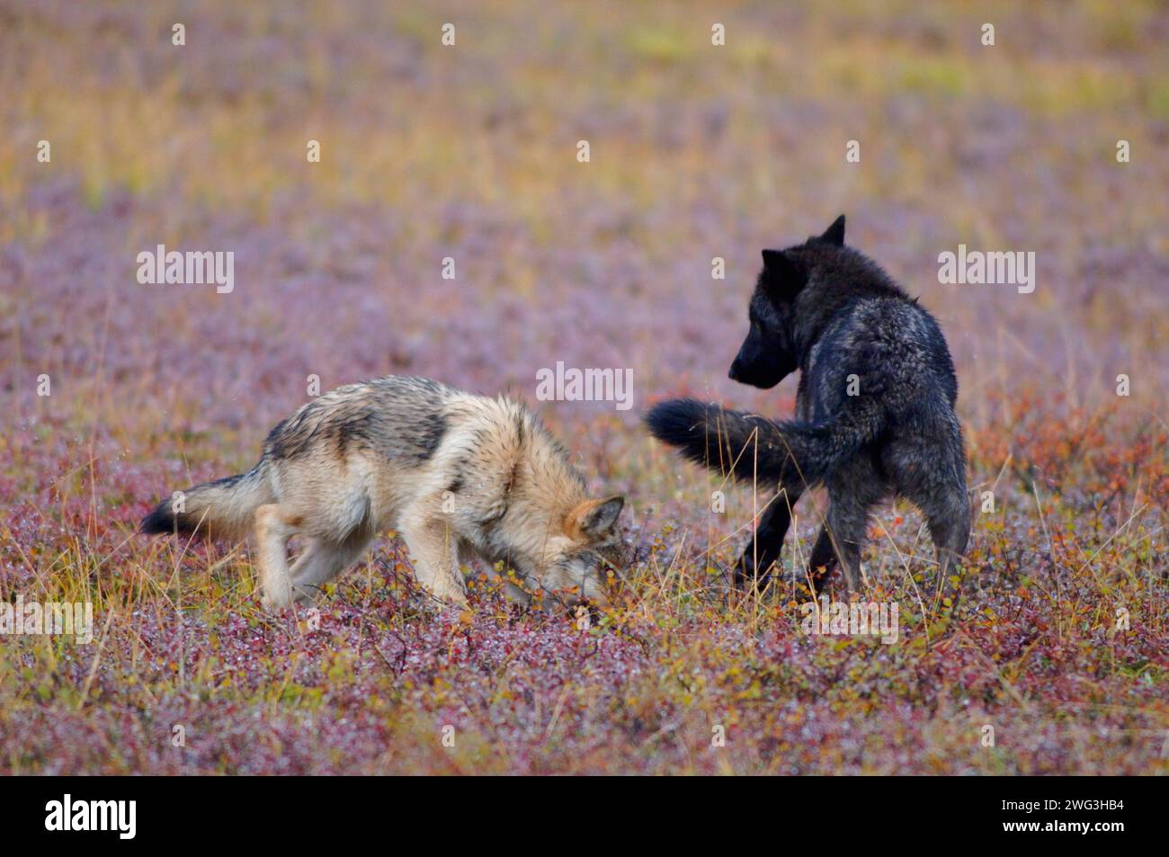 gray wolf, Canis lupus, adult playing with a pup on the fall tundra of ...