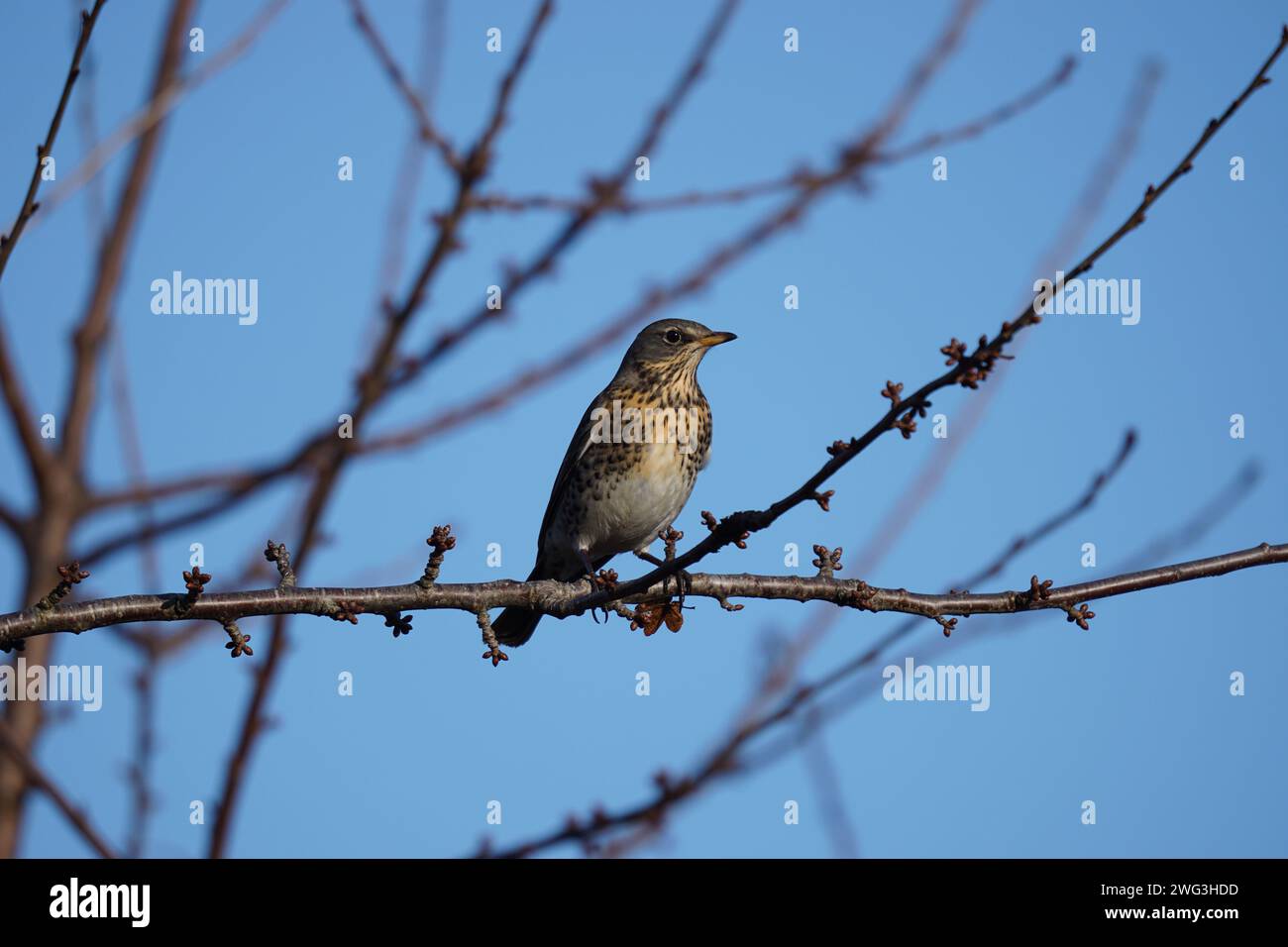 Fieldfare (turdus pilaris) perched on a twig, Cambridgeshire, UK Stock ...