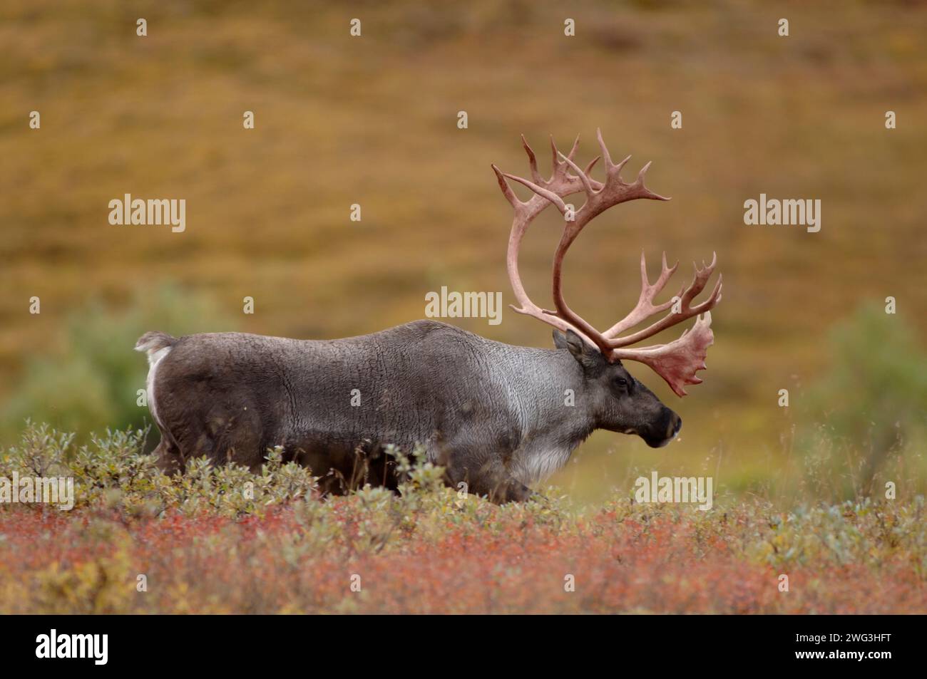 caribou, Rangifer tarandus, bull walking in fall colors in Denali ...