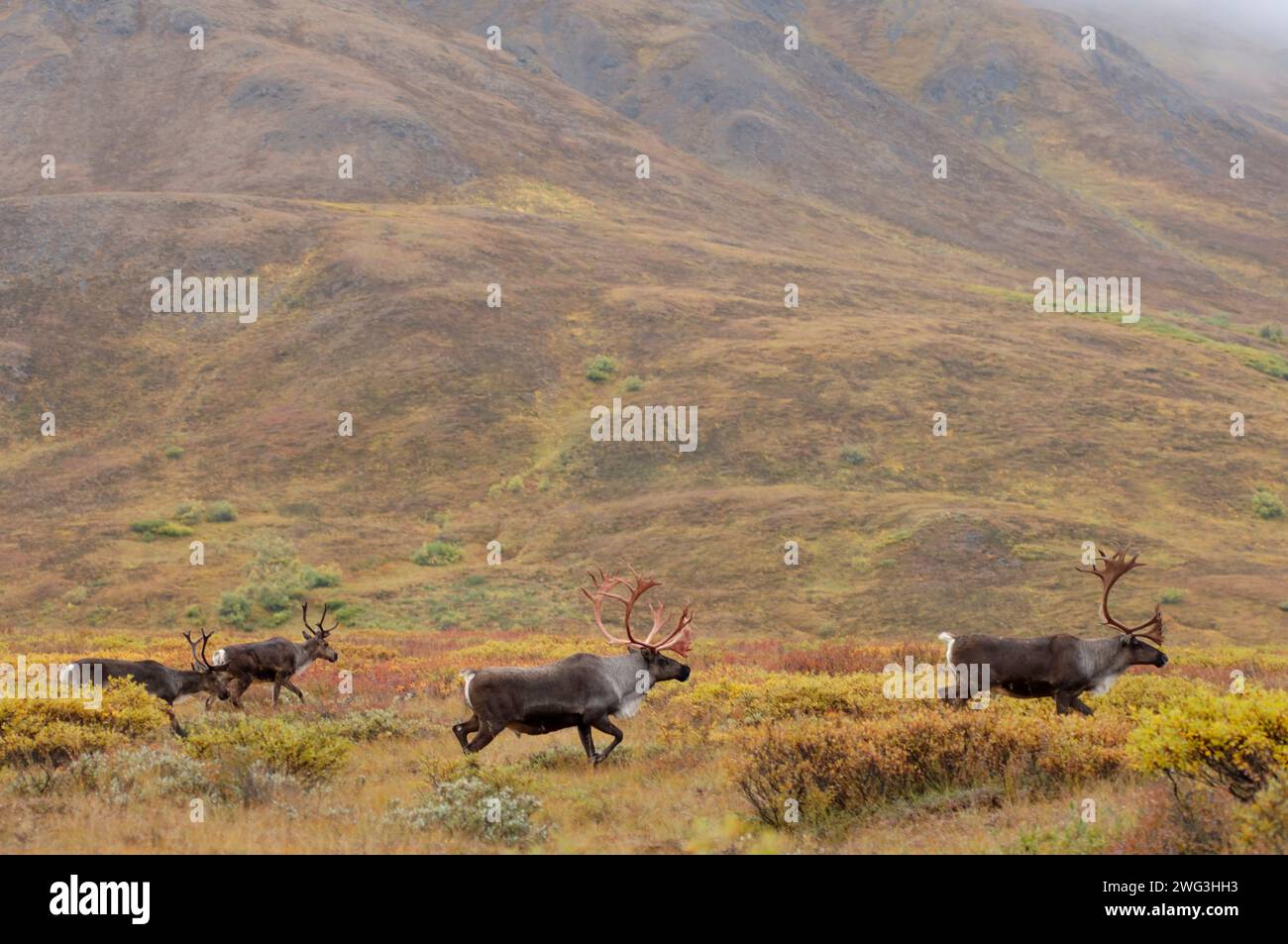 Caribous walking hi-res stock photography and images - Alamy