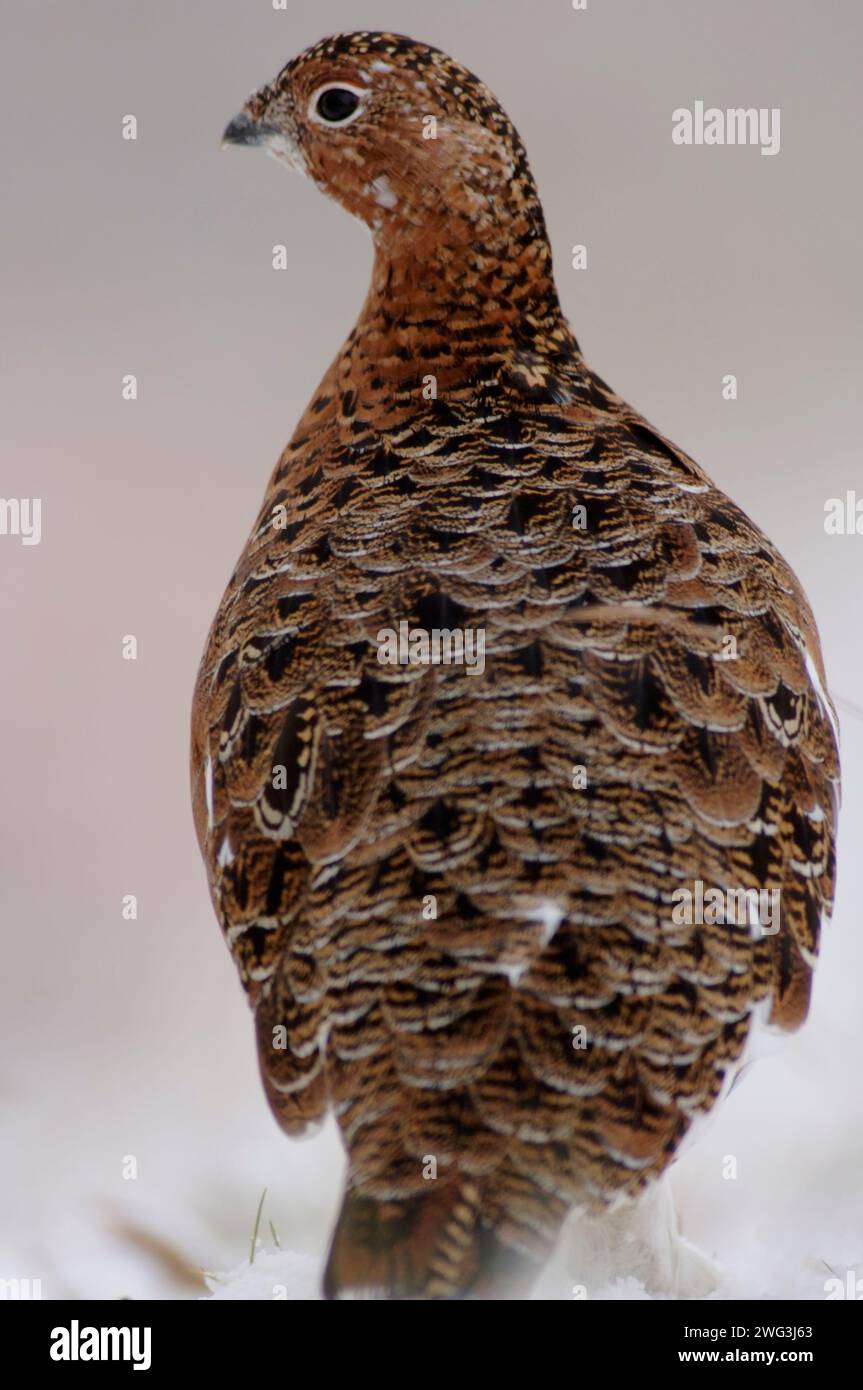 willow ptarmigan, Lagopus lagopus, in Denali National Park, interior ...