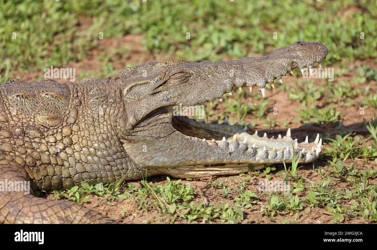 Nilkrokodil / Nile crocodile / Crocodylus niloticus Stock Photo - Alamy