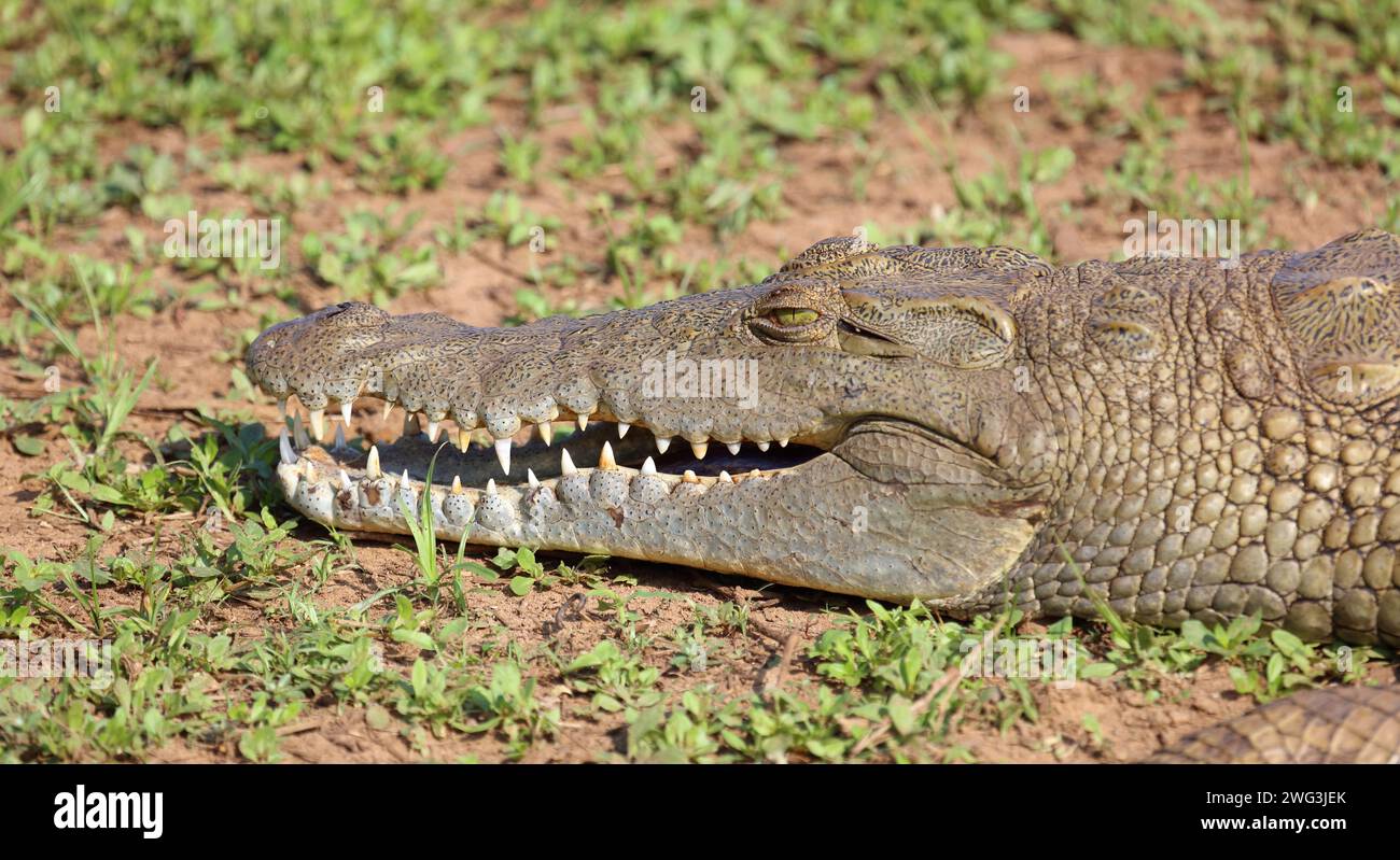 Nilkrokodil / Nile crocodile / Crocodylus niloticus Stock Photo - Alamy