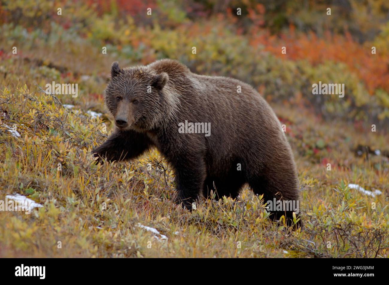 brown bear, Ursus arctos, grizzly bear, Ursus horribils, walking in ...