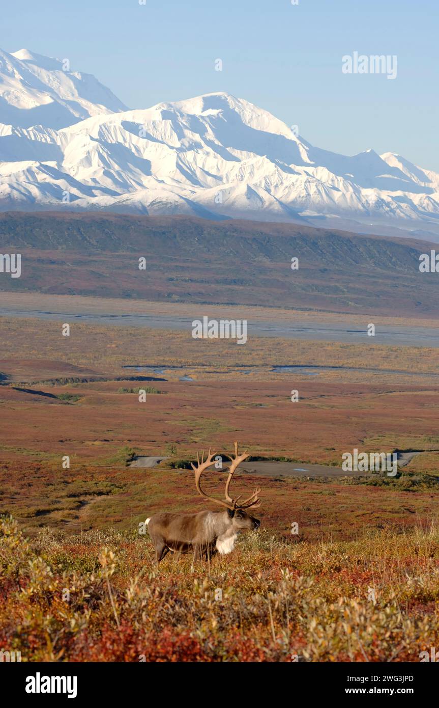 caribou, Rangifer tarandus, bull in fall colors with Mt. McKinley in ...