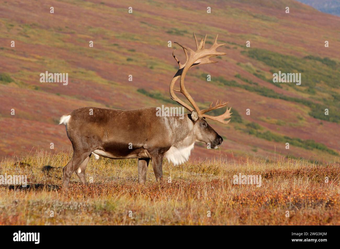 caribou, Rangifer tarandus, bull in fall colors of Denali National Park ...