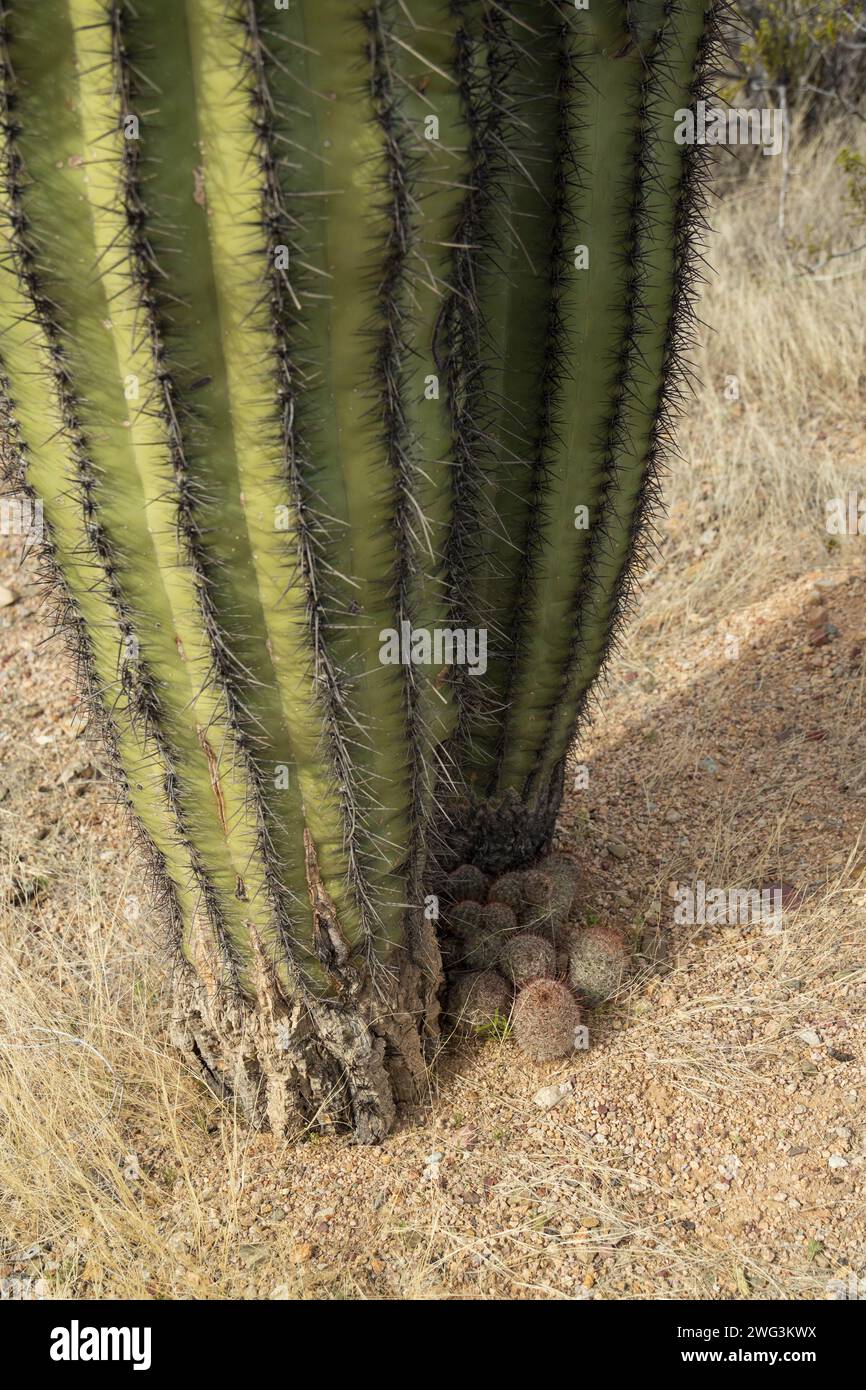 Base of a saguaro cactus at Saguaro National Park, Arizona Stock Photo ...