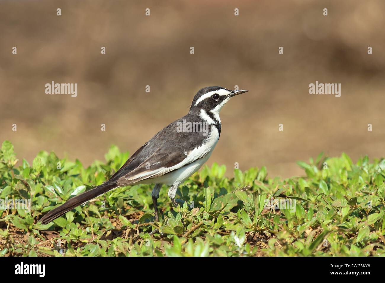 African wagtails hi-res stock photography and images - Alamy