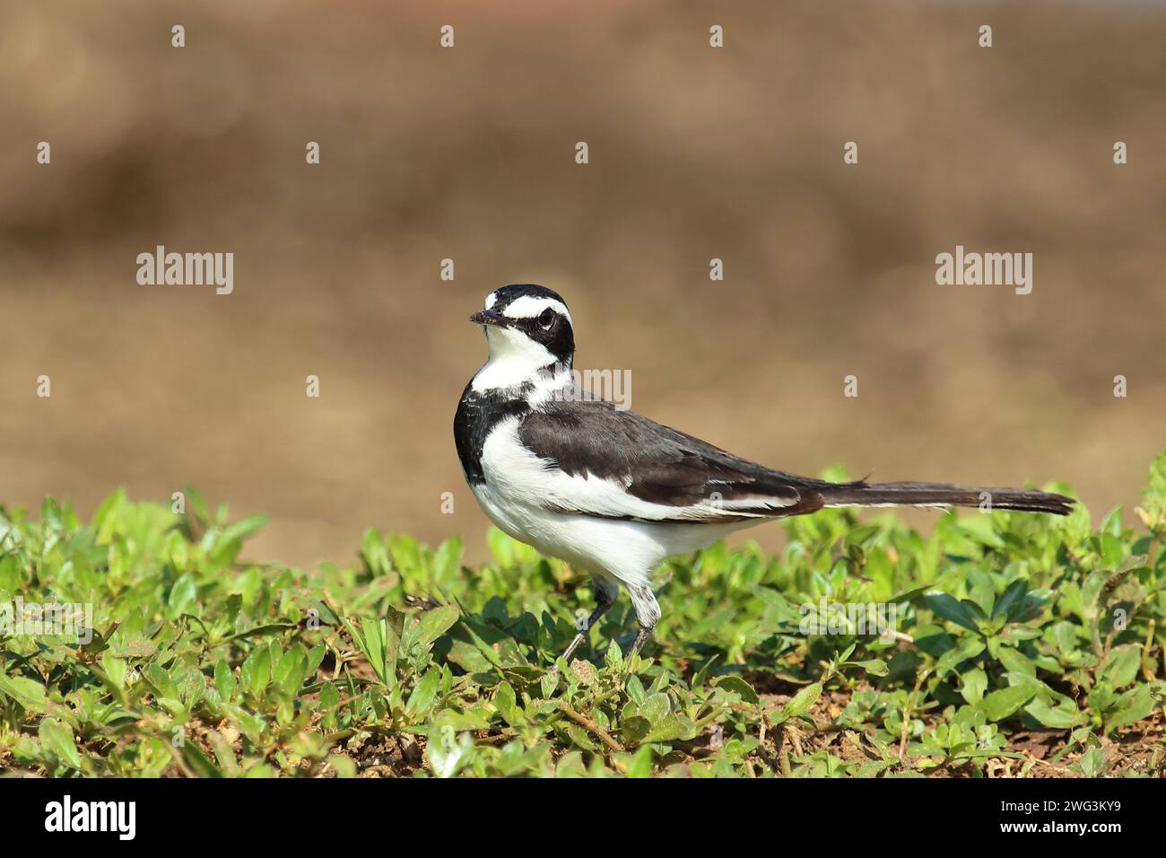 African wagtails hi-res stock photography and images - Alamy
