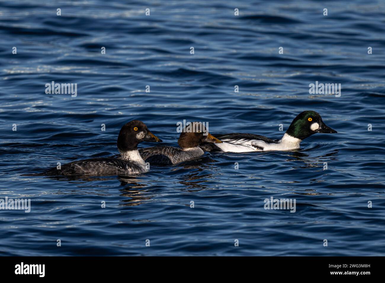 Puget sound marine wildlife hi-res stock photography and images - Alamy