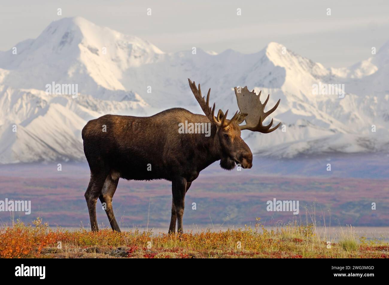 moose Alces alces bull with large antlers in fall colors with Alaskan ...