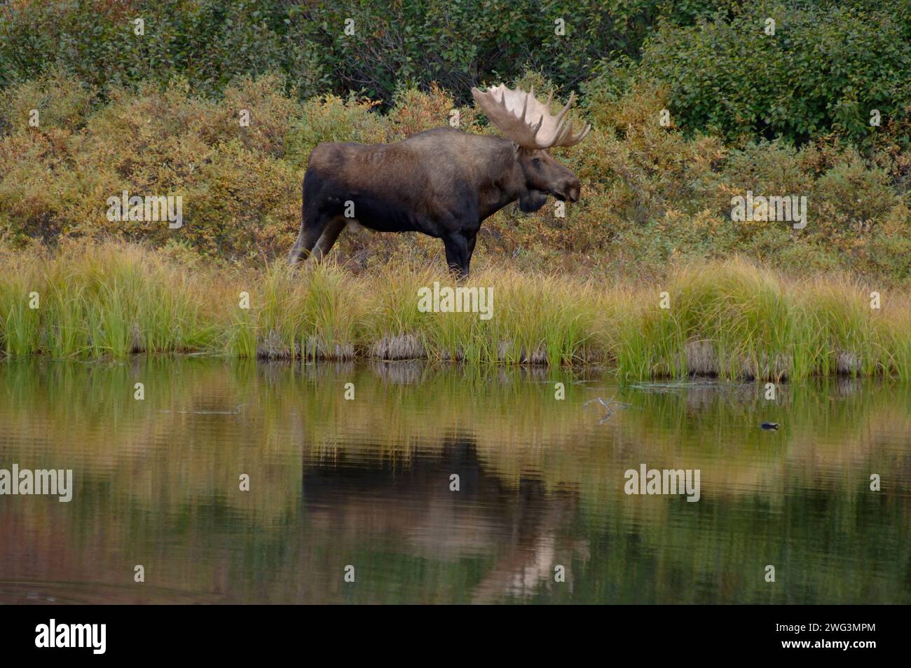 moose, Alces alces, bull with large antlers next to a kettle pond in ...